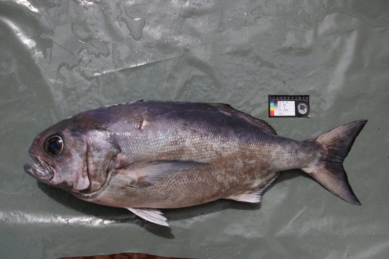 Pêche à la langouste - Terres australes et antarctiques françaises