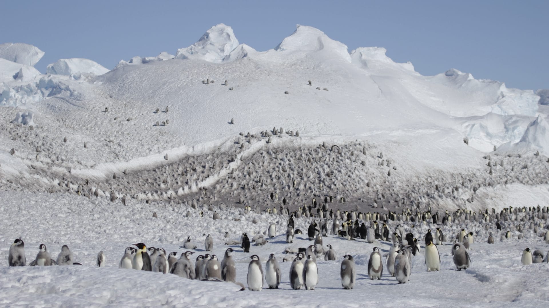(photo de francophonie) Manchotière « d'empereurs », Terre Adélie, TAAF ...