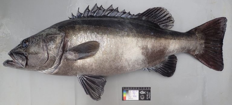 Pêche à la langouste - Terres australes et antarctiques françaises